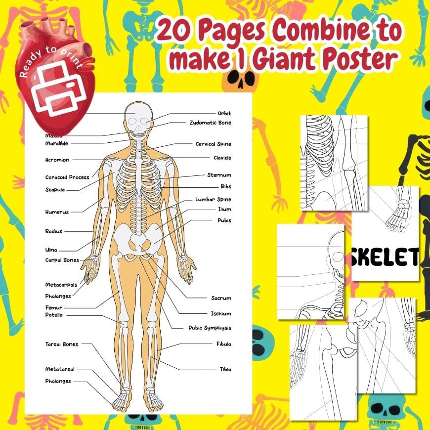 Free Giant Skeletal System Coloring Poster | Mum In The Madhouse