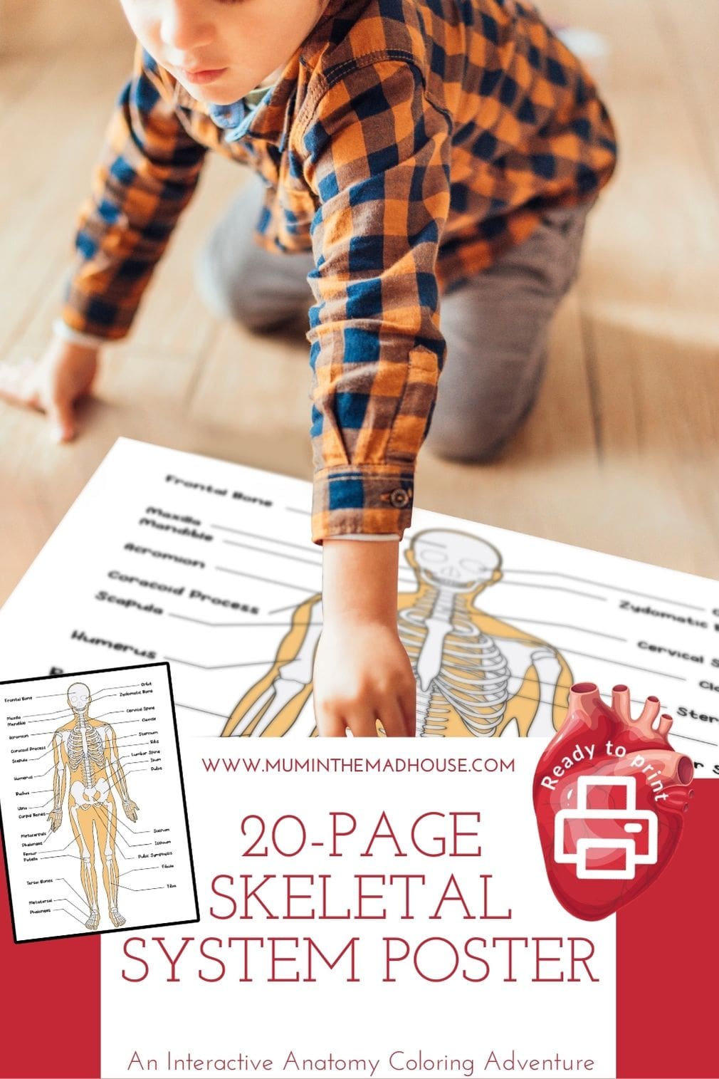 Free Giant Skeletal System Coloring Poster – 20 Pages of Educational Fun!