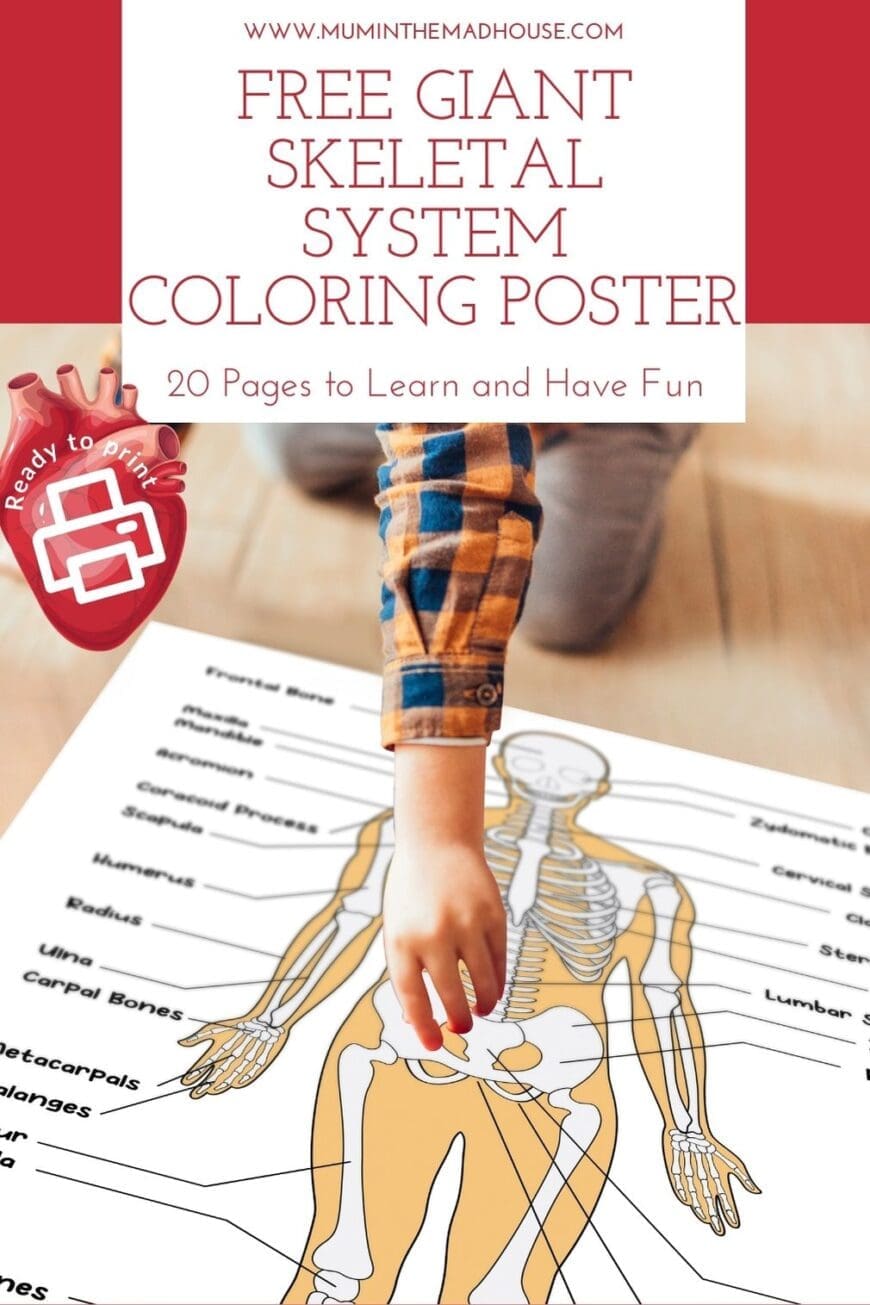 Free Giant Skeletal System Coloring Poster – 20 Pages of Educational Fun!