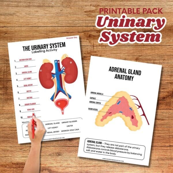 Free Human Urinary System Activity Pack for Kids – Printable Science ...