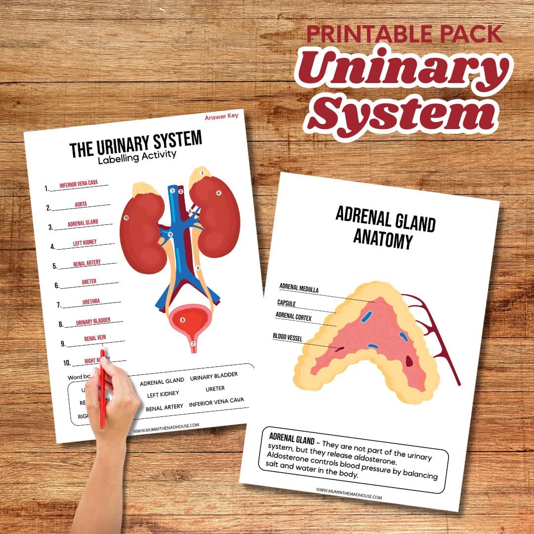 Free Human Urinary System Activity Pack for Kids – Printable Science ...