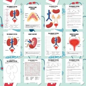 Free Human Urinary System Activity Pack for Kids – Printable Science ...