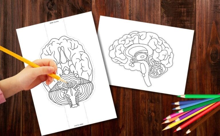 Build a Brain Hat – Free Printable for Kids to Learn Brain Anatomy
