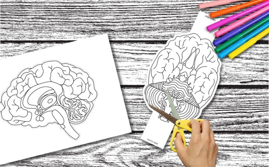 Build a Brain Hat – Free Printable for Kids to Learn Brain Anatomy