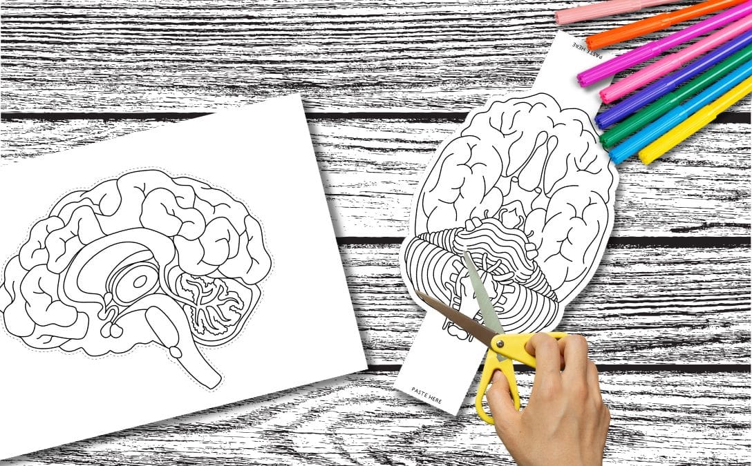 Build a Brain Hat – Free Printable for Kids to Learn Brain Anatomy