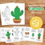 Free Cactus Life Cycle Foldouts – Printable Science Activity for Kids