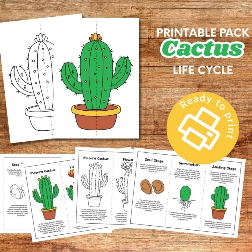 Free Cactus Life Cycle Foldouts – Printable Science Activity for Kids