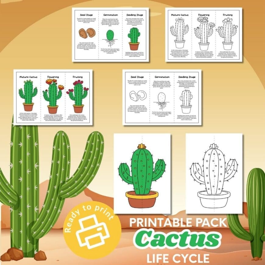 Free Cactus Life Cycle Foldouts – Printable Science Activity for Kids