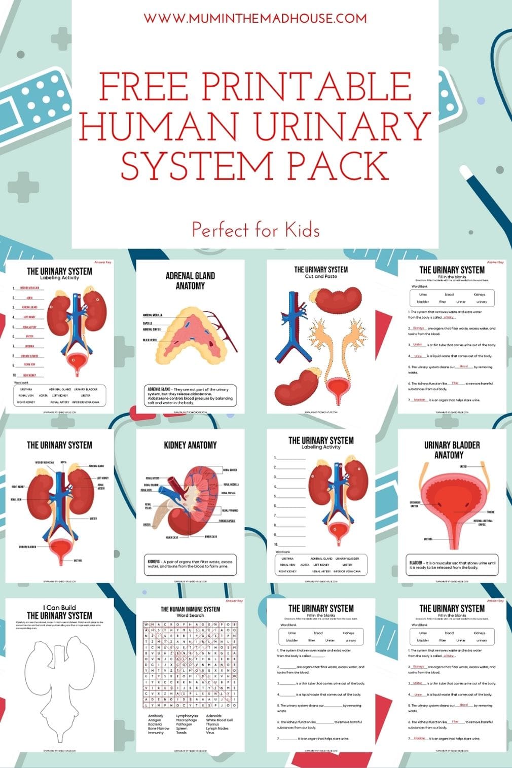 Free Human Urinary System Activity Pack for Kids – Printable Science ...