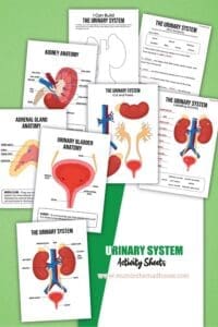Free Human Urinary System Activity Pack for Kids – Printable Science ...