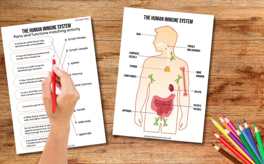 Free Printable Human Immune System Activity Pack for Kids – Fun ...