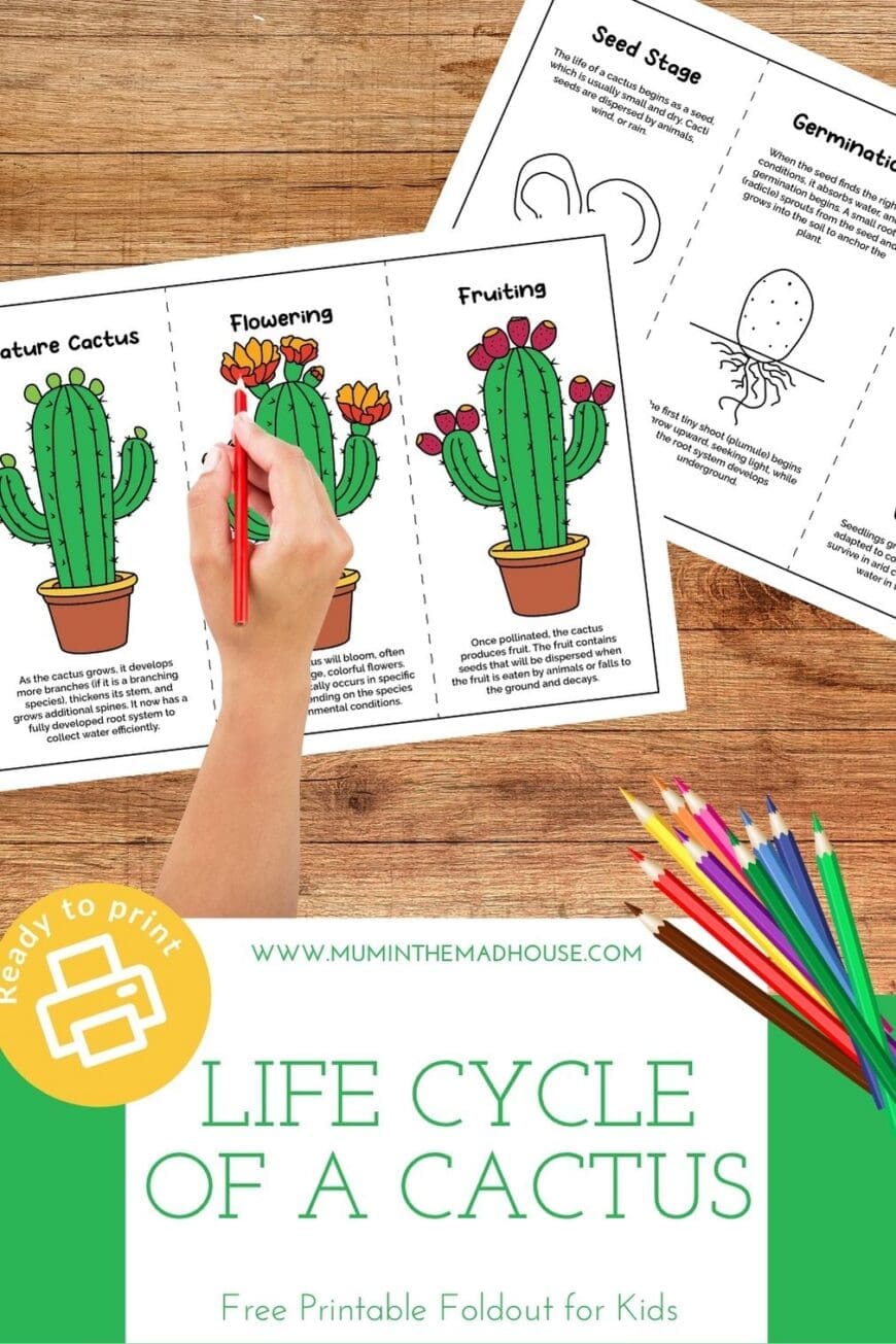 Free Cactus Life Cycle Foldouts – Printable Science Activity for Kids