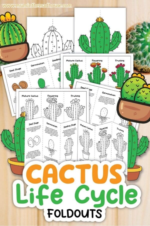 Free Cactus Life Cycle Foldouts – Printable Science Activity for Kids