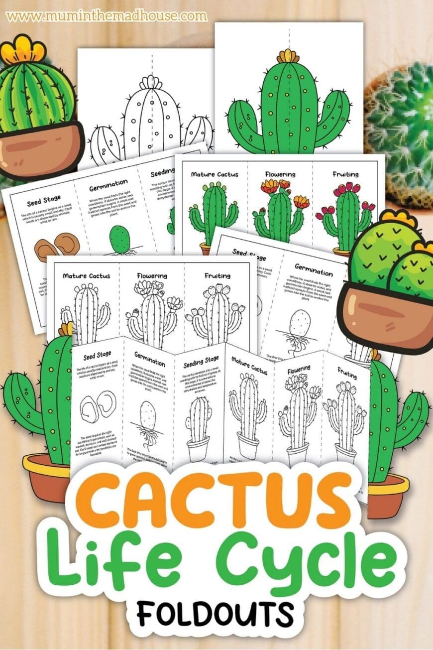 Free Cactus Life Cycle Foldouts – Printable Science Activity for Kids
