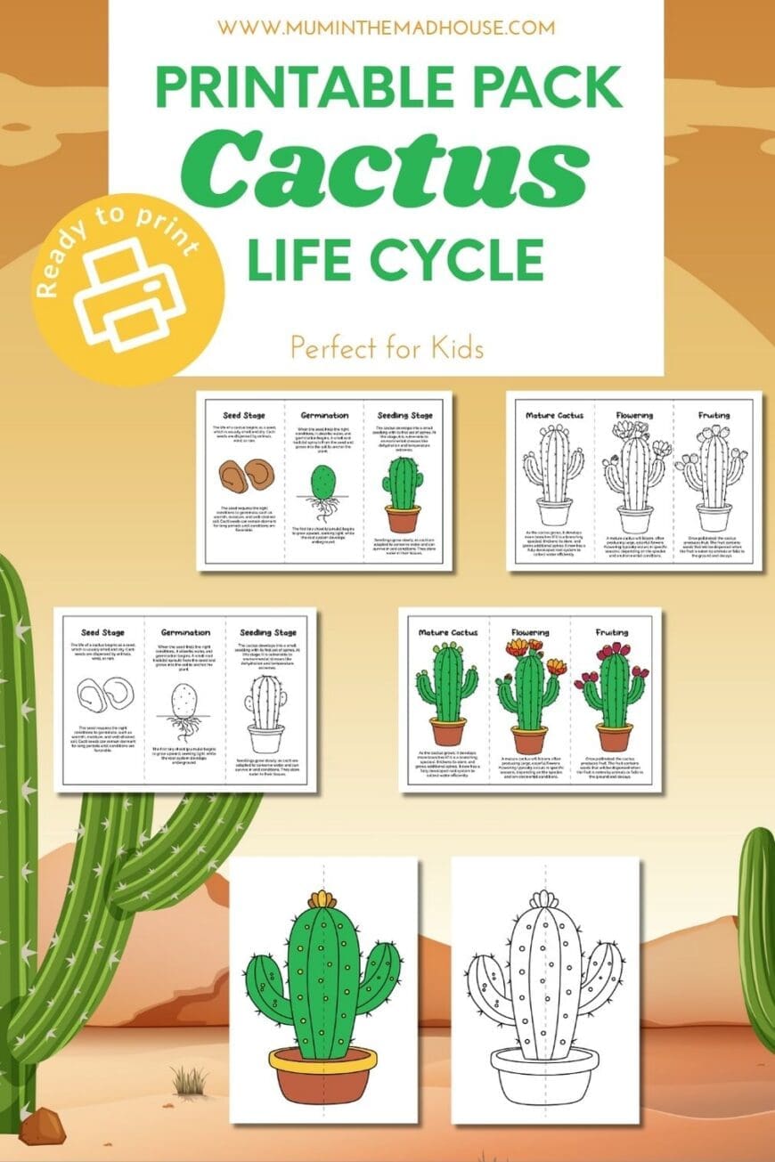 Free Cactus Life Cycle Foldouts – Printable Science Activity for Kids
