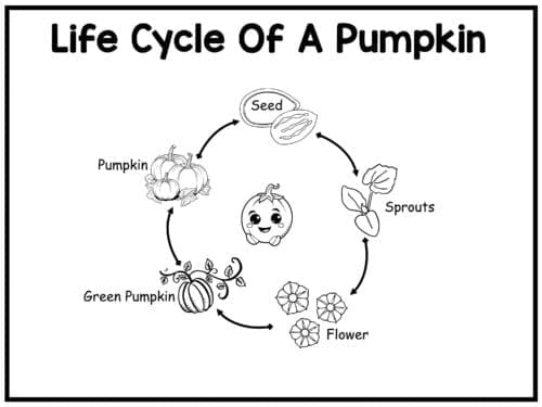 Pumpkin Life Cycle Printable – Free Educational Download for Kids
