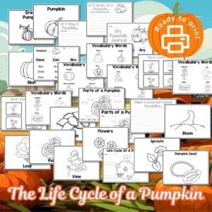 Pumpkin Life Cycle Printable – Free Educational Download for Kids