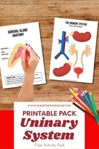 Free Human Urinary System Activity Pack for Kids – Printable Science ...