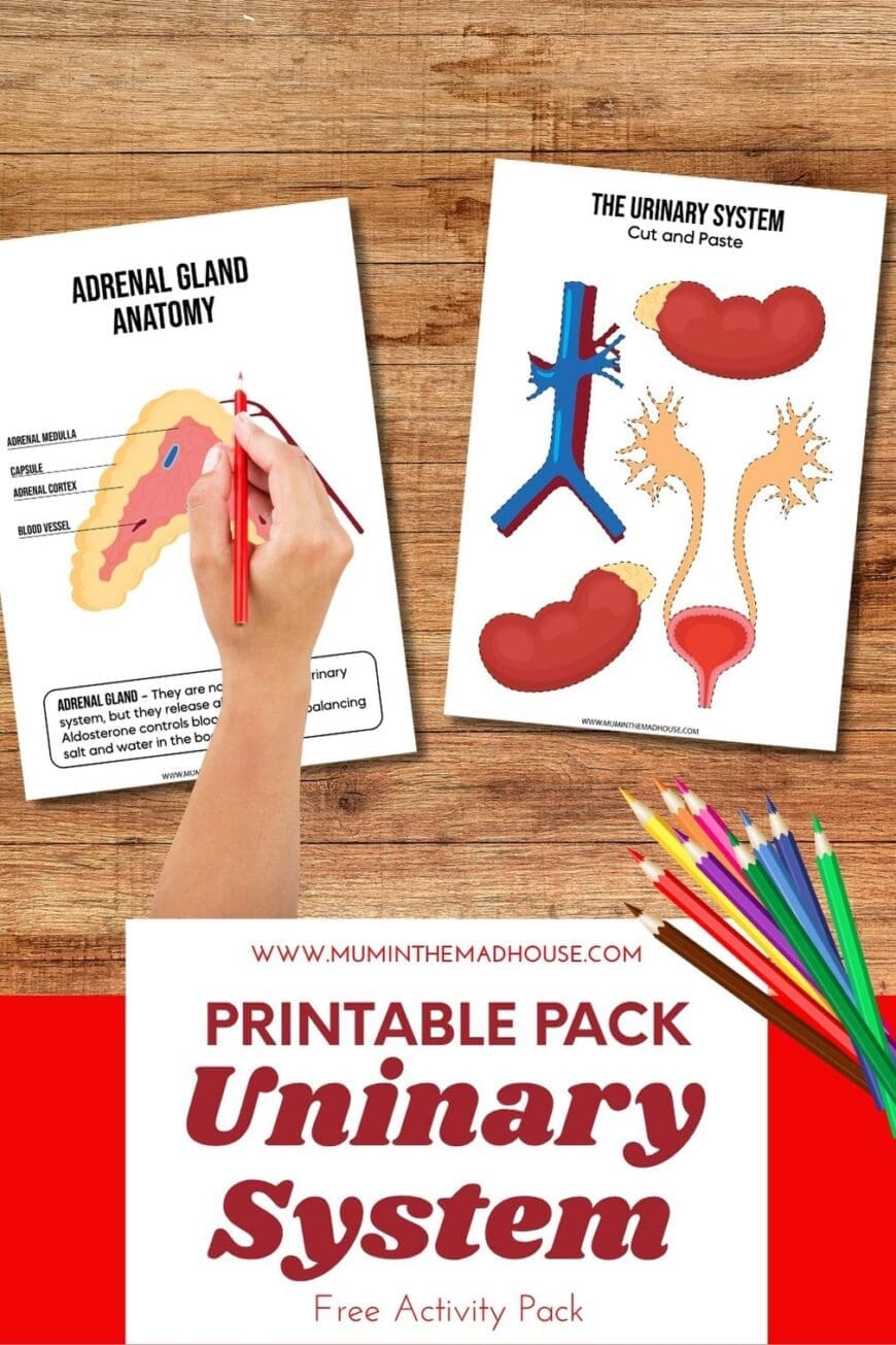 Free Human Urinary System Activity Pack for Kids – Printable Science ...