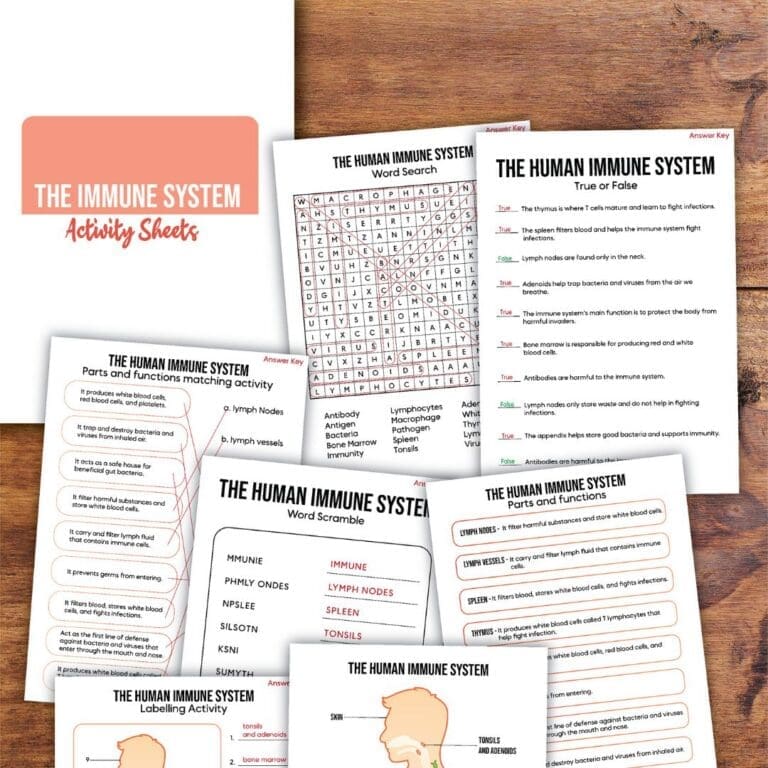 Free Immune System Activity Sheets – Printable Science Pack for Kids