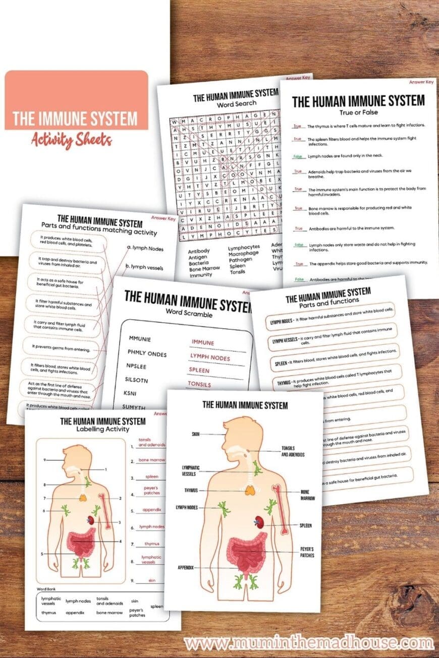 Free Immune System Activity Sheets – Printable Science Pack for Kids